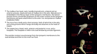 Anatomy of face:Middle ear anatomy new.pptx | Free Download