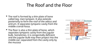 Anatomy of the Ear:Middle ear anatomy new.pptx