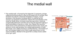 Anatomy of the Ear:Middle ear anatomy new.pptx