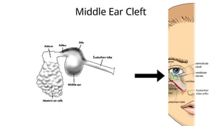 Anatomy of the Ear:Middle ear anatomy new.pptx