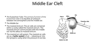 Anatomy of the Ear:Middle ear anatomy new.pptx