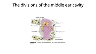 Anatomy of the Ear:Middle ear anatomy new.pptx