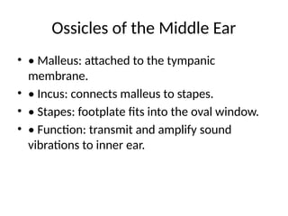 Human_Middle_Ear_Anatomy_Presentation.pptx