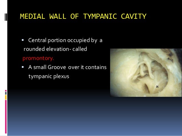 Middle ear anatomy raju 1