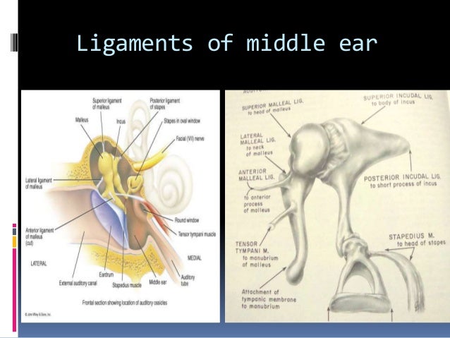 Middle ear anatomy raju 1 (2) final 1