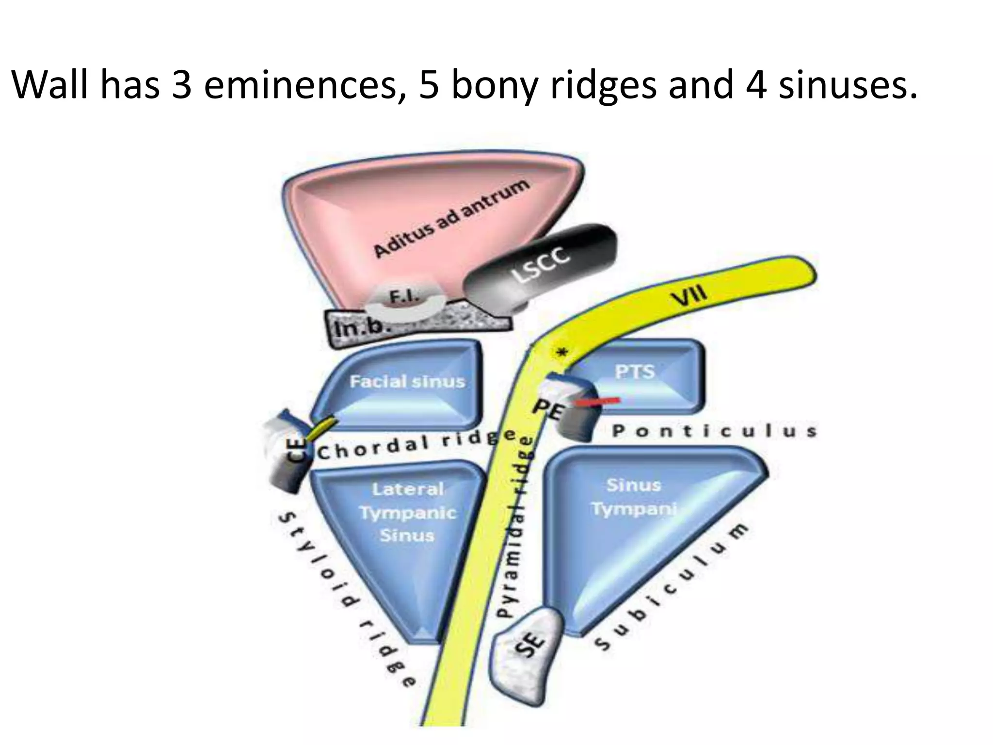 Middle ear__anatom_ytuesday[1] | PPTX