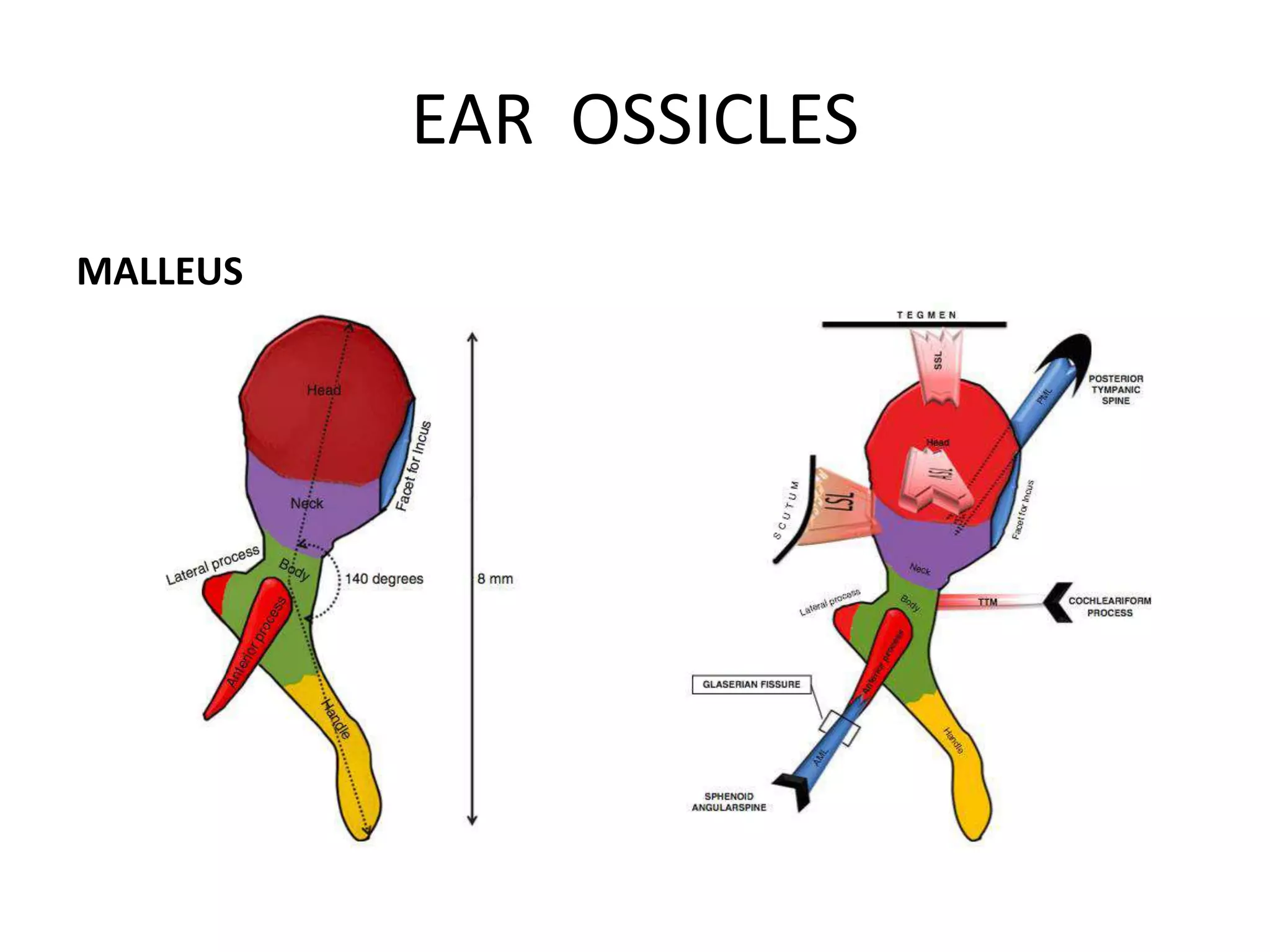 Middle ear__anatom_ytuesday[1] | PPTX