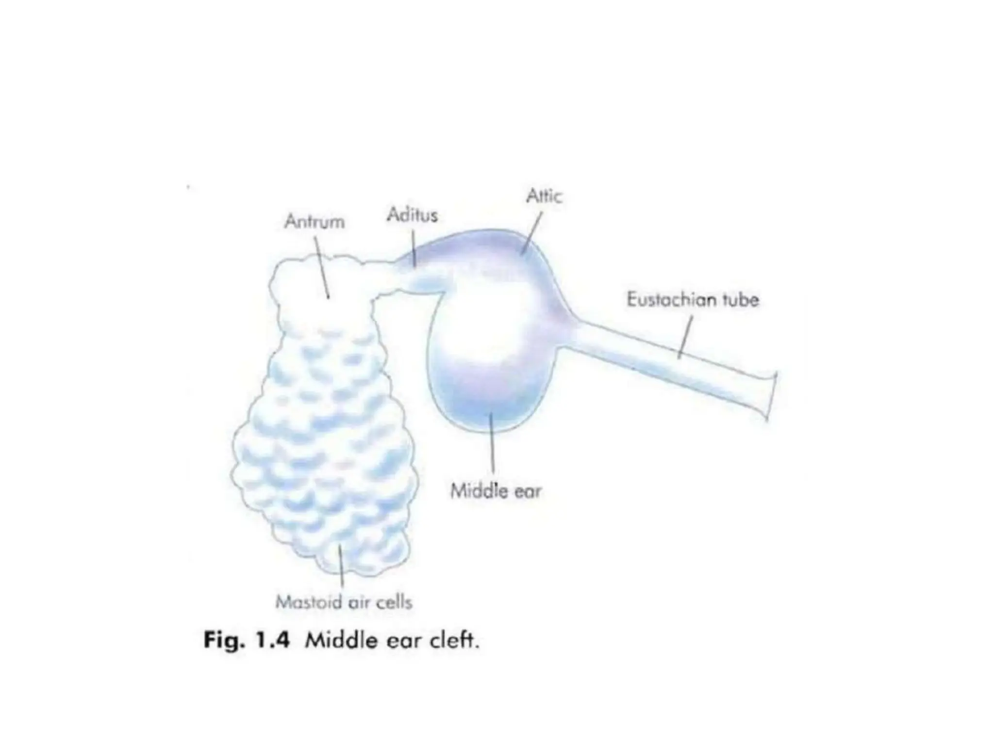 middle ear anatomy and eustachian tube dysfunction .pptx
