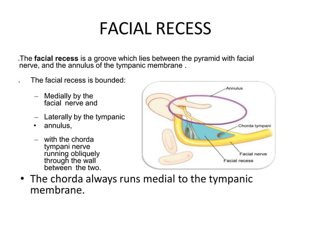 middle ear anatomy and eustachian tube dysfunction .pptx | Ear, Nose ...