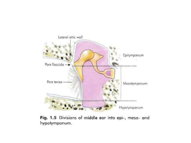 middle ear anatomy and eustachian tube dysfunction .pptx | Ear, Nose ...