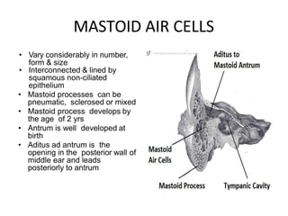 middle ear anatomy and eustachian tube dysfunction .pptx