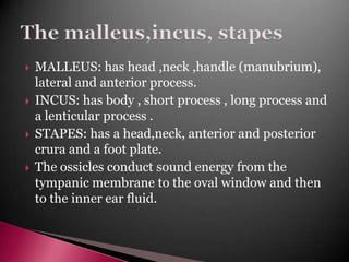 Middle ear by arifa | PPTX