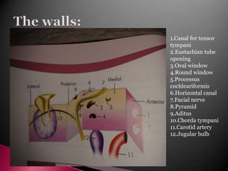 Middle ear by arifa | PPTX