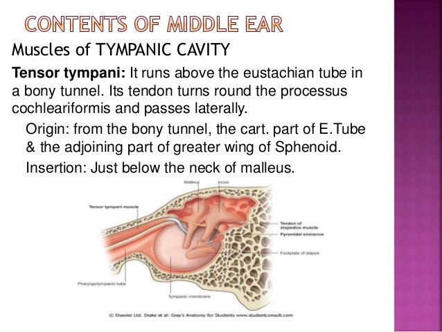Middle ear by Dr.Rohit