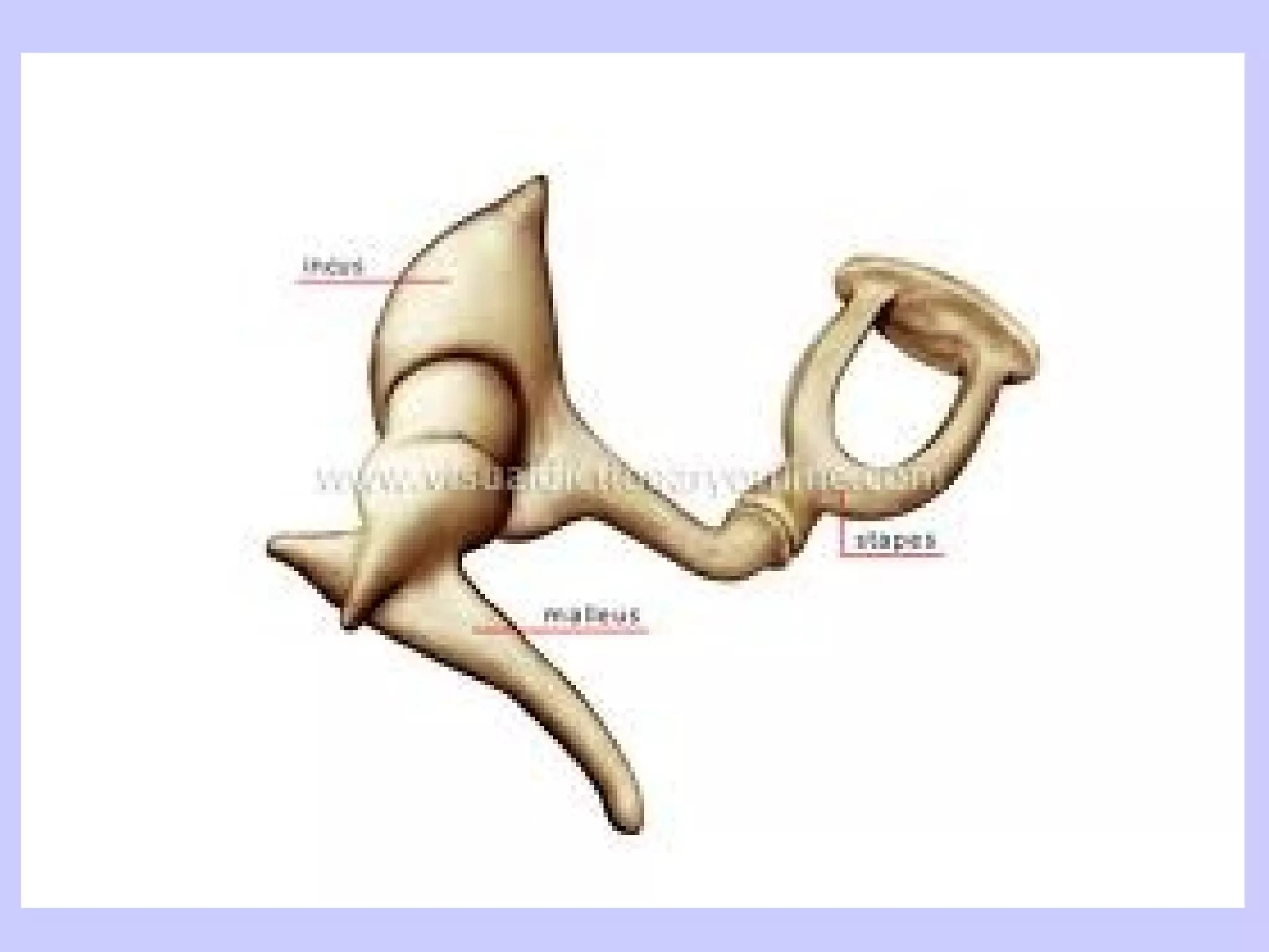 Middle Ear Cavity | PPT