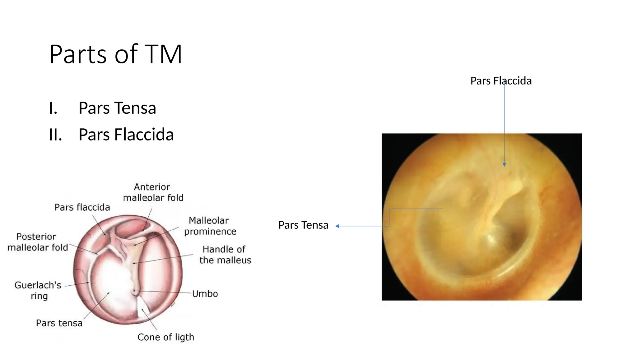 Embryology and Anatomy of the Middle Ear | PPTX