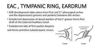 Embryology and Anatomy of the Middle Ear | PPTX