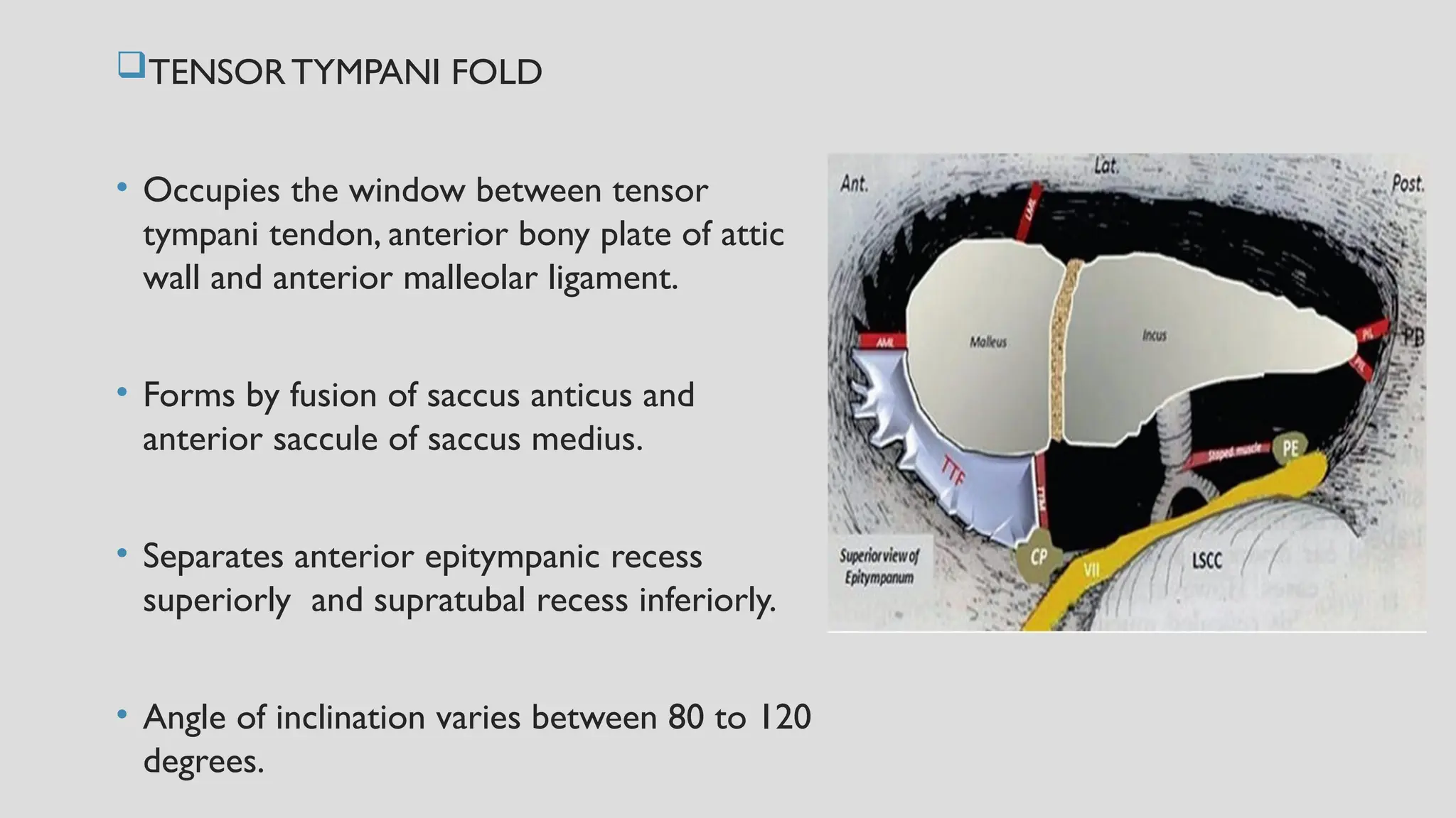 Anatomy and Overview of Middle Ear Mucosal Folds | PPTX