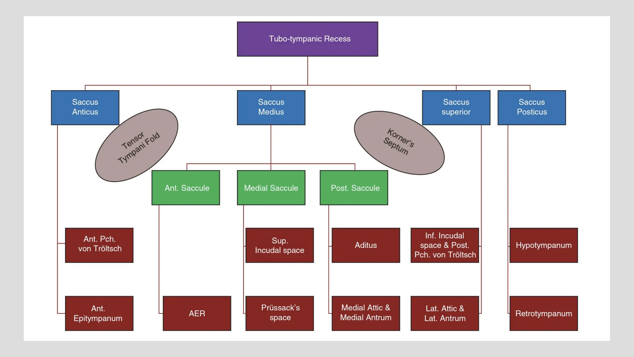 Anatomy and Overview of Middle Ear Mucosal Folds | PPTX