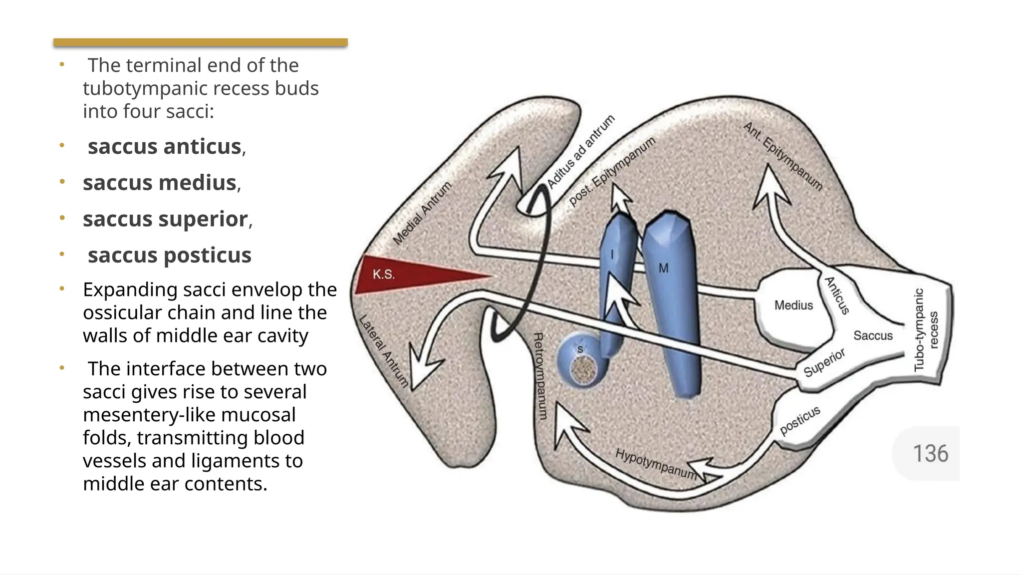 middle ear spaces and mucosal folds Otorhinolaryngology | PPTX