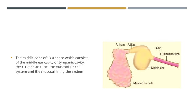middle ear spaces and mucosal folds Otorhinolaryngology | PPTX | Ear ...