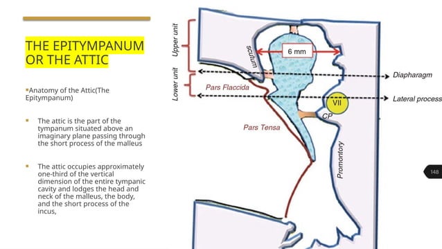 middle ear spaces and mucosal folds Otorhinolaryngology | PPTX | Ear ...