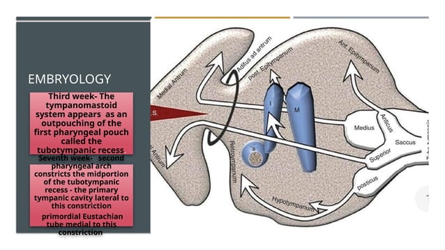 middle ear spaces and mucosal folds Otorhinolaryngology | PPTX | Ear ...