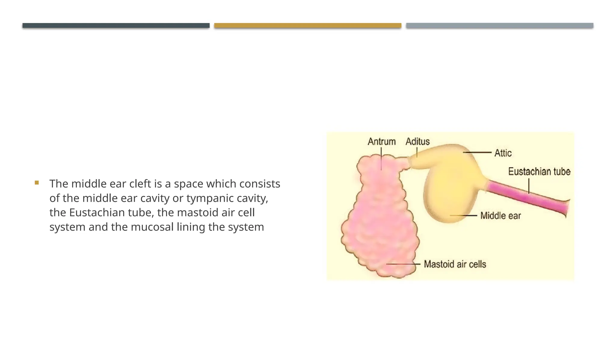 middle ear spaces and mucosal folds.pptx