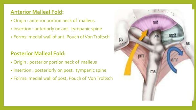 Middle ear ventilatory pathway and Mucosal folds.pptx