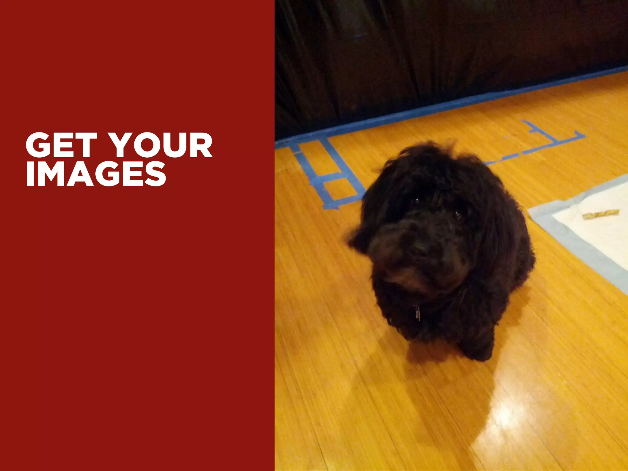 Making Great Presentations | PDF | Dogs | Pets