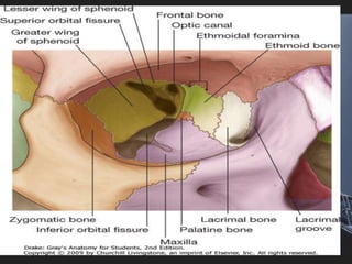 Middle third fractures | PPSX