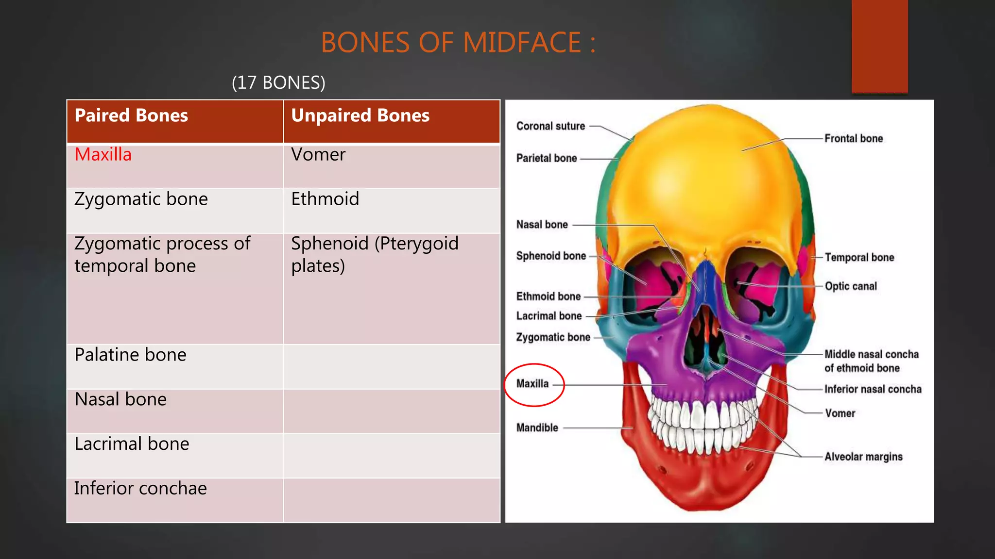 Midface fractures | PPTX
