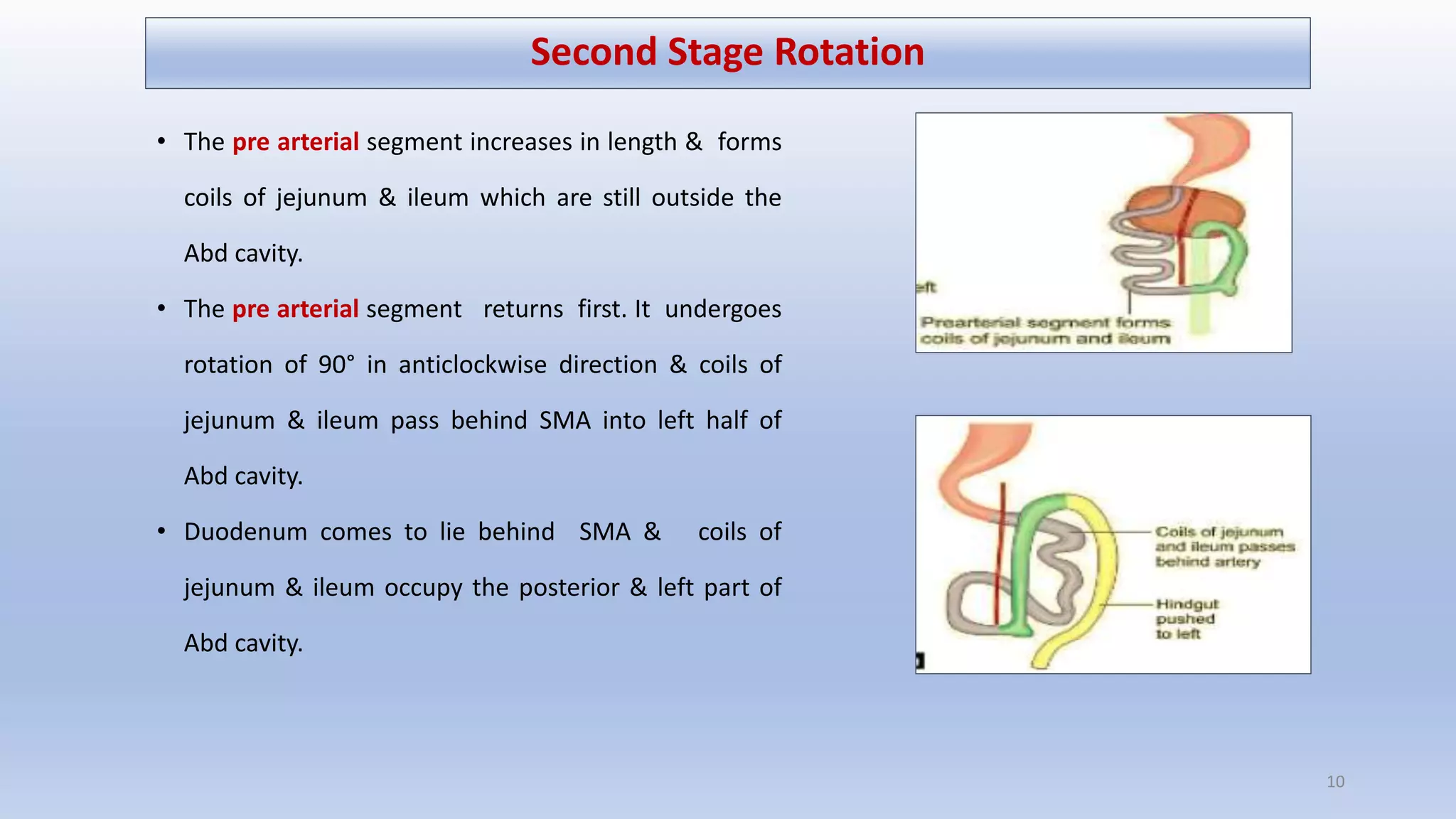 Development of Midgut & Hindgut | PPTX