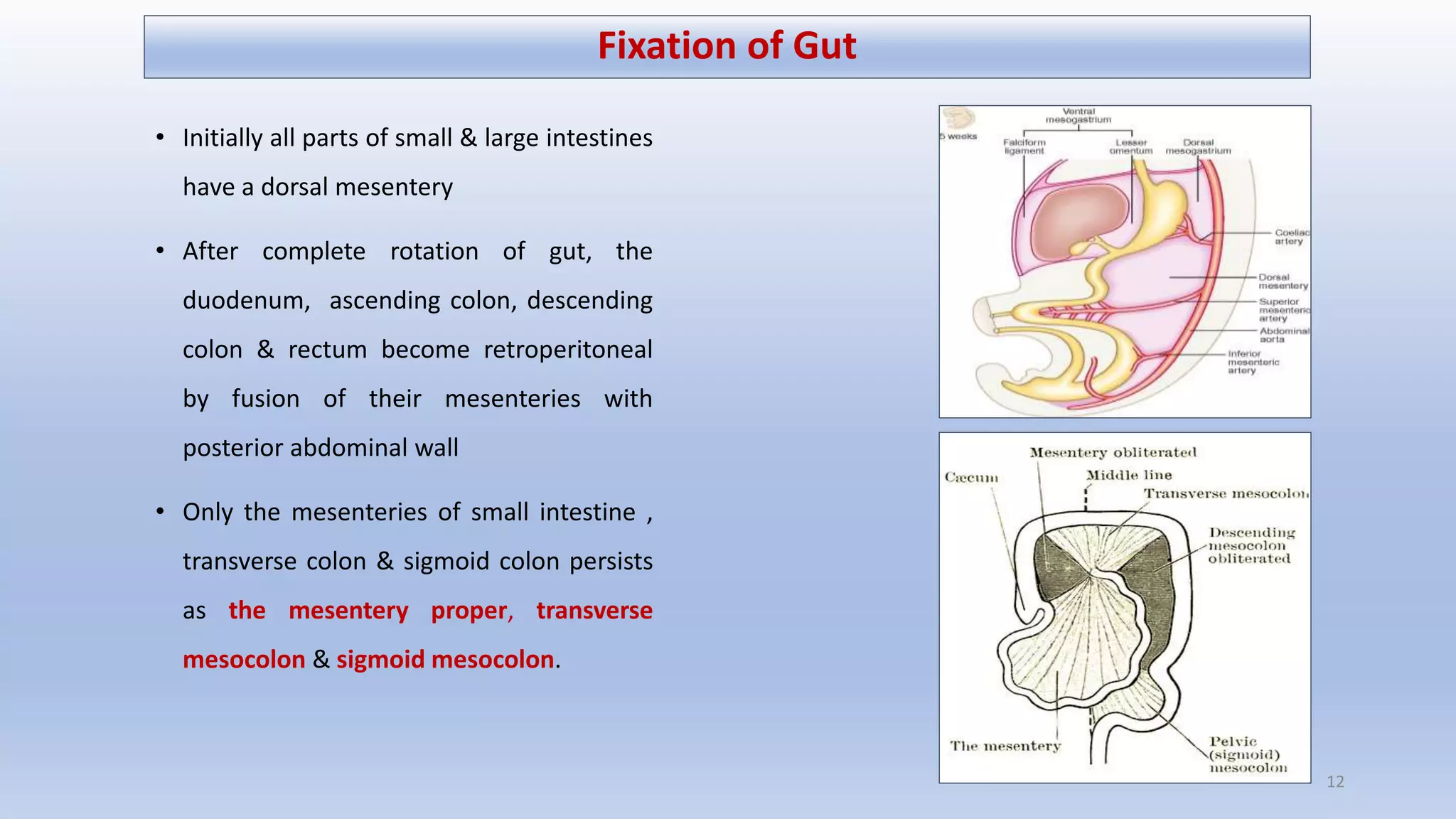 Development of Midgut & Hindgut | PPTX