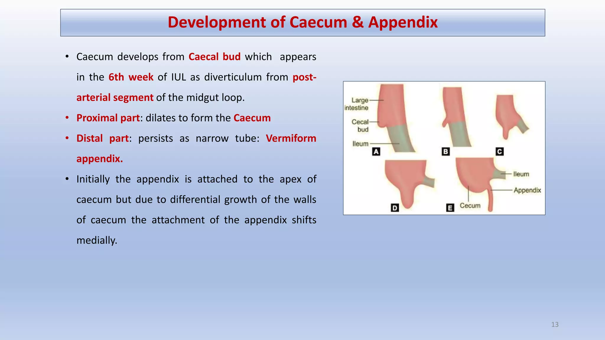 Development of Midgut & Hindgut | PPTX