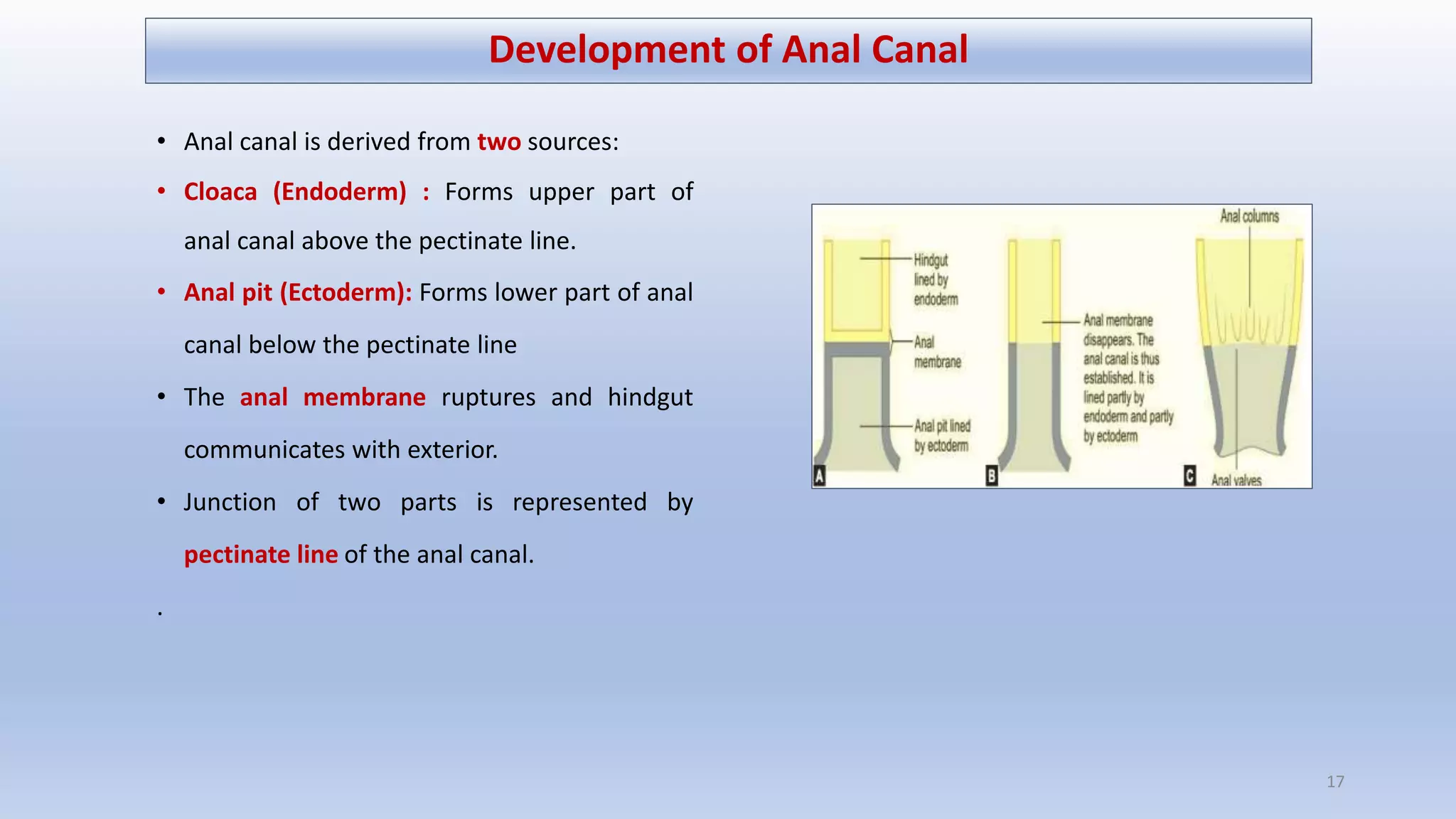 Development of Midgut & Hindgut | PPTX