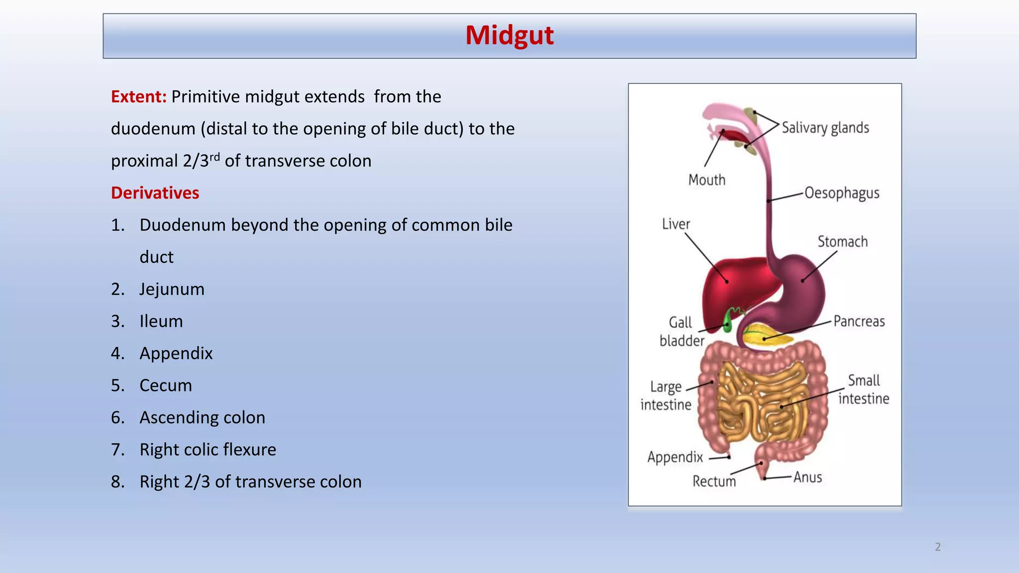 Development of Midgut & Hindgut | PPTX