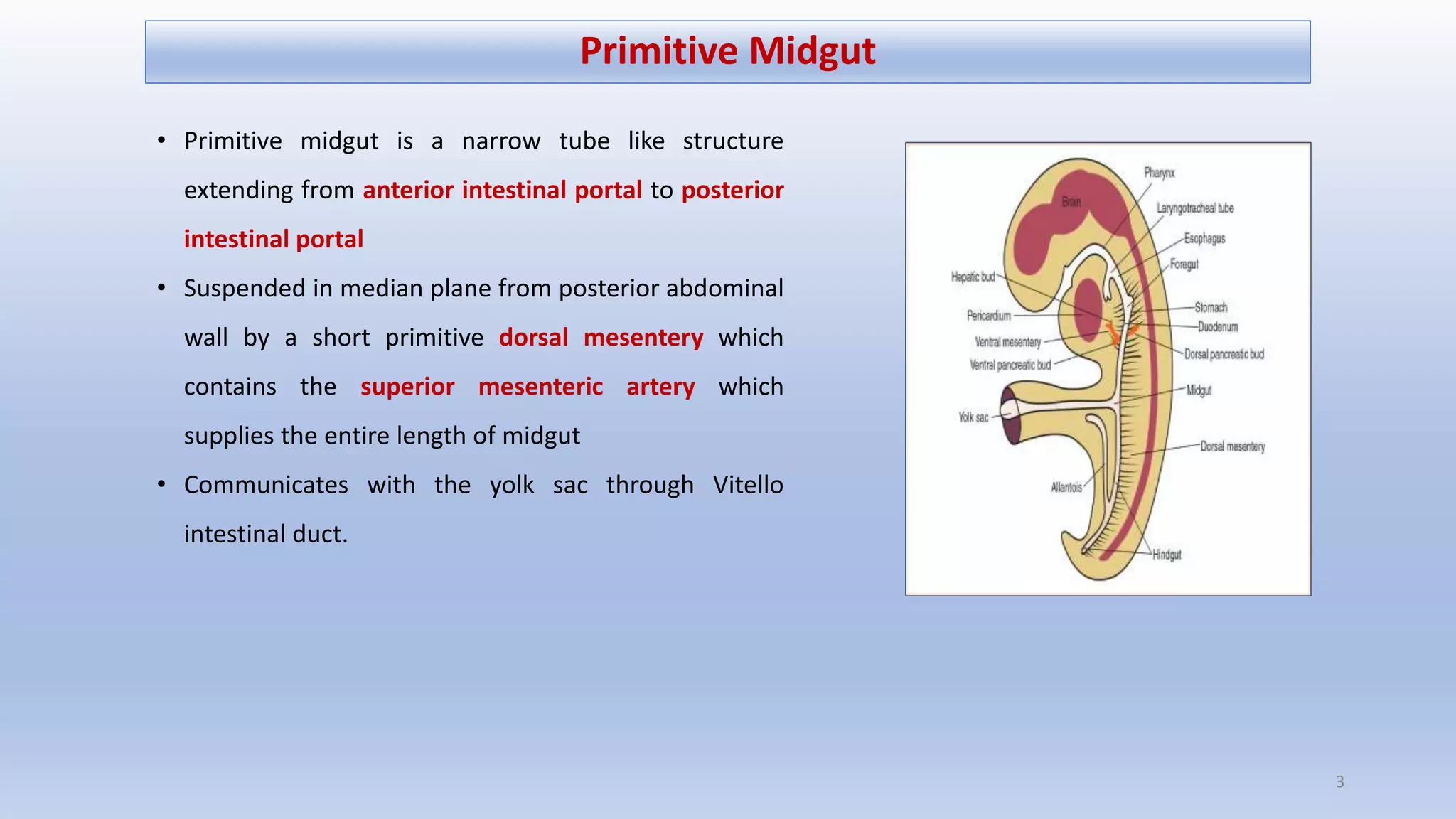 Development of Midgut & Hindgut | PPTX