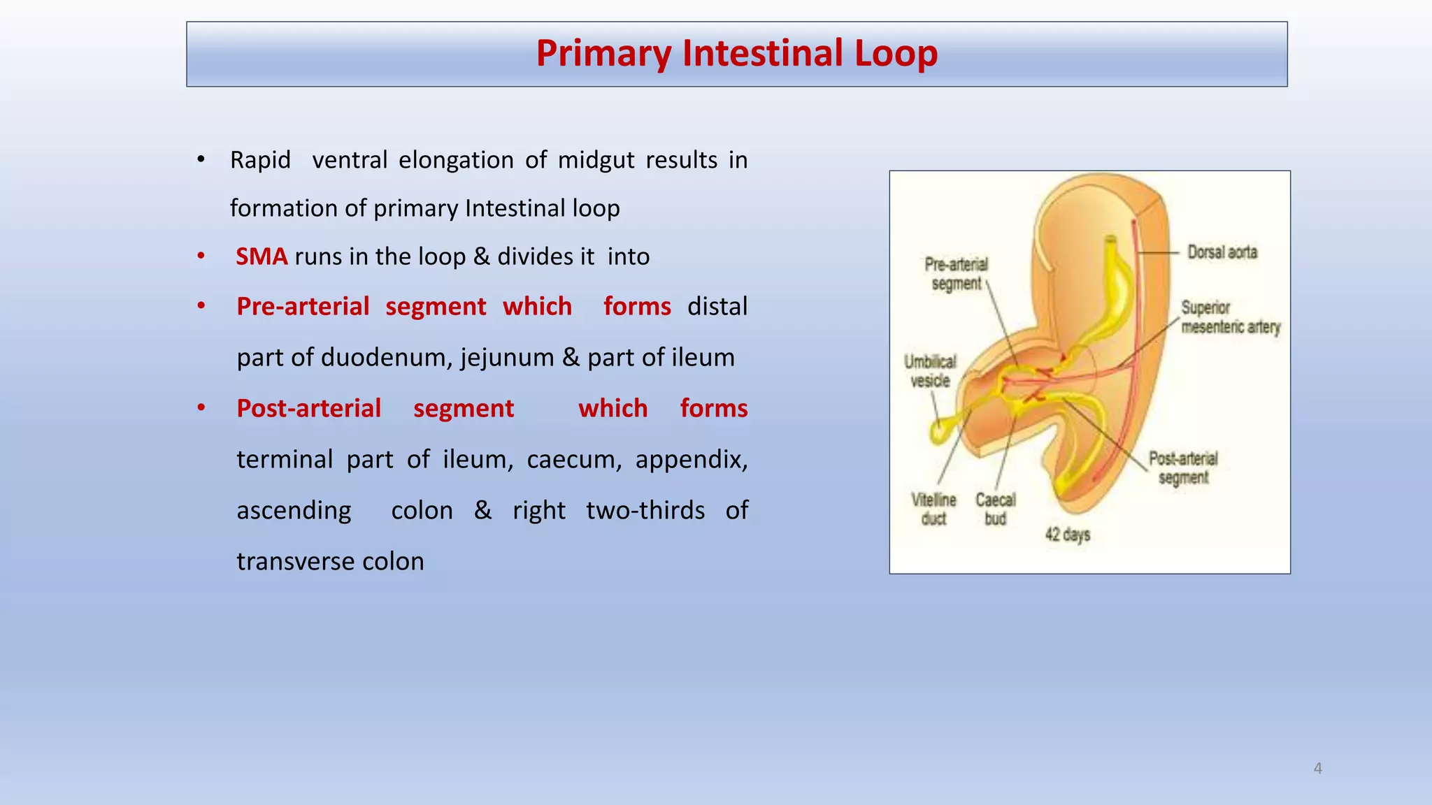 Development of Midgut & Hindgut | PPTX