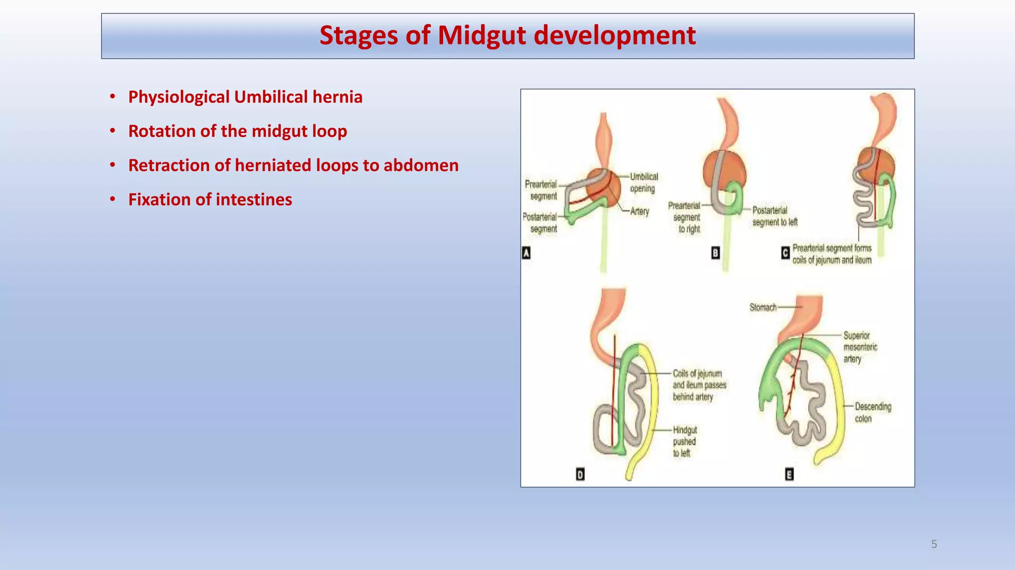 Development of Midgut & Hindgut | PPTX