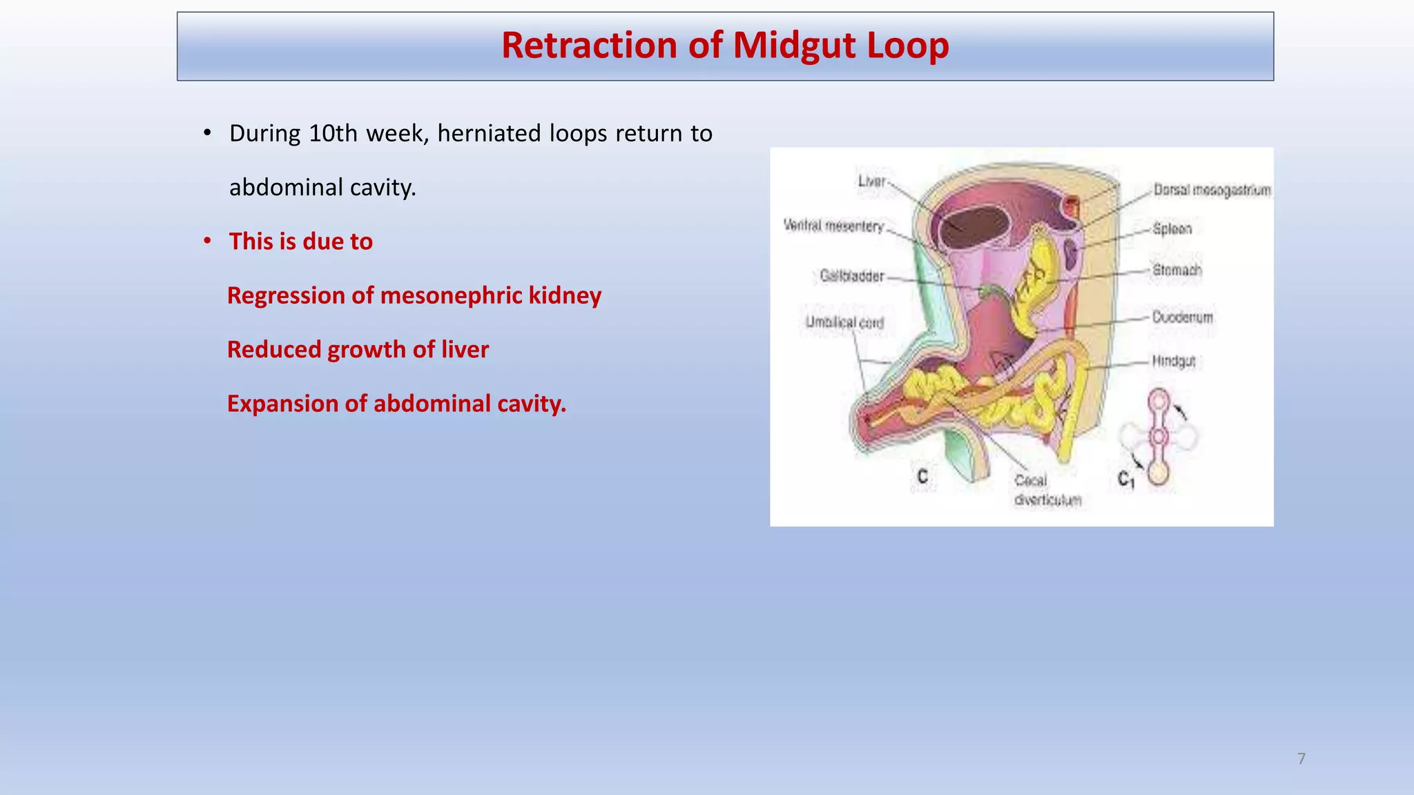 Development of Midgut & Hindgut | PPTX
