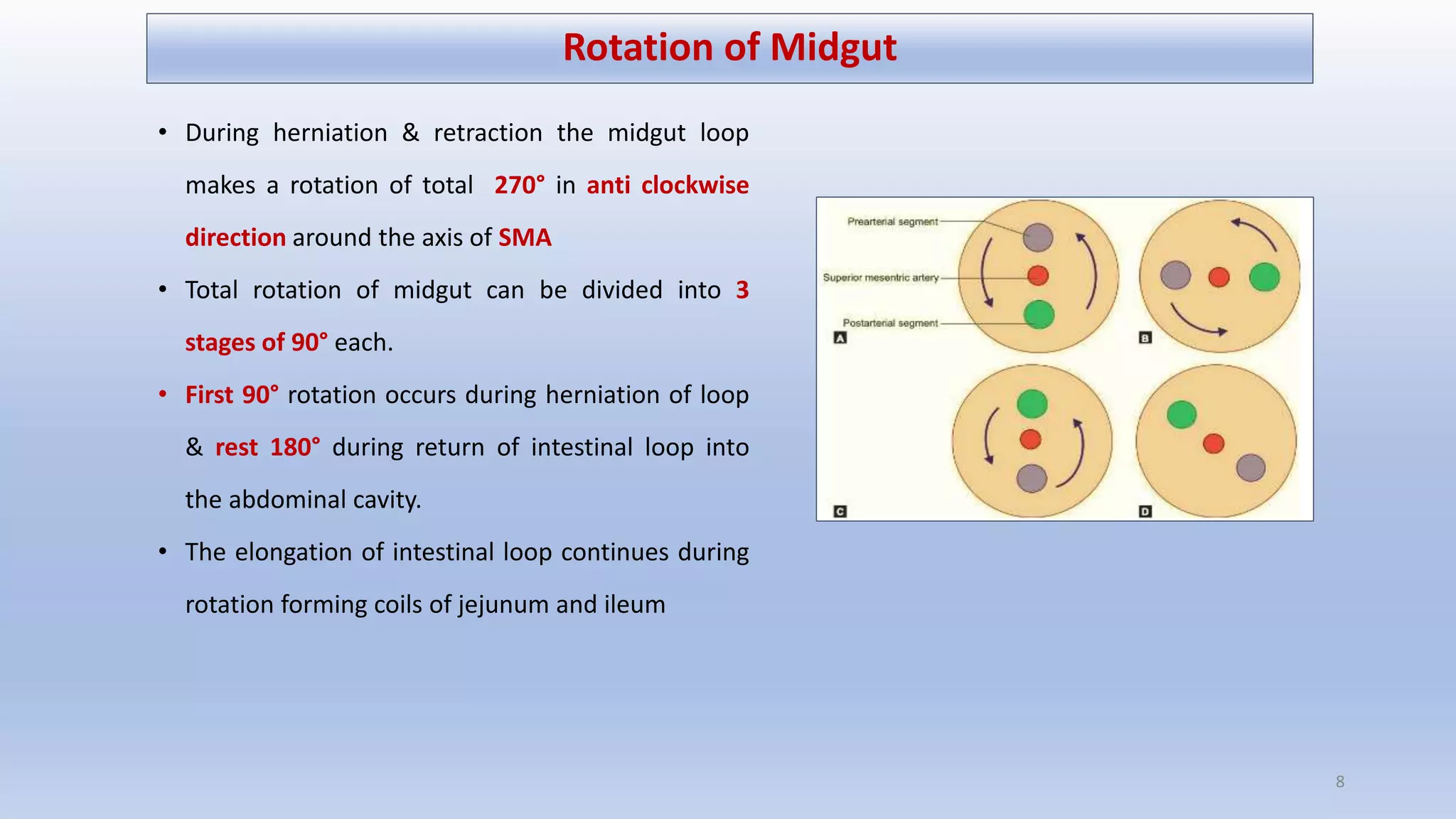 Development of Midgut & Hindgut | PPTX
