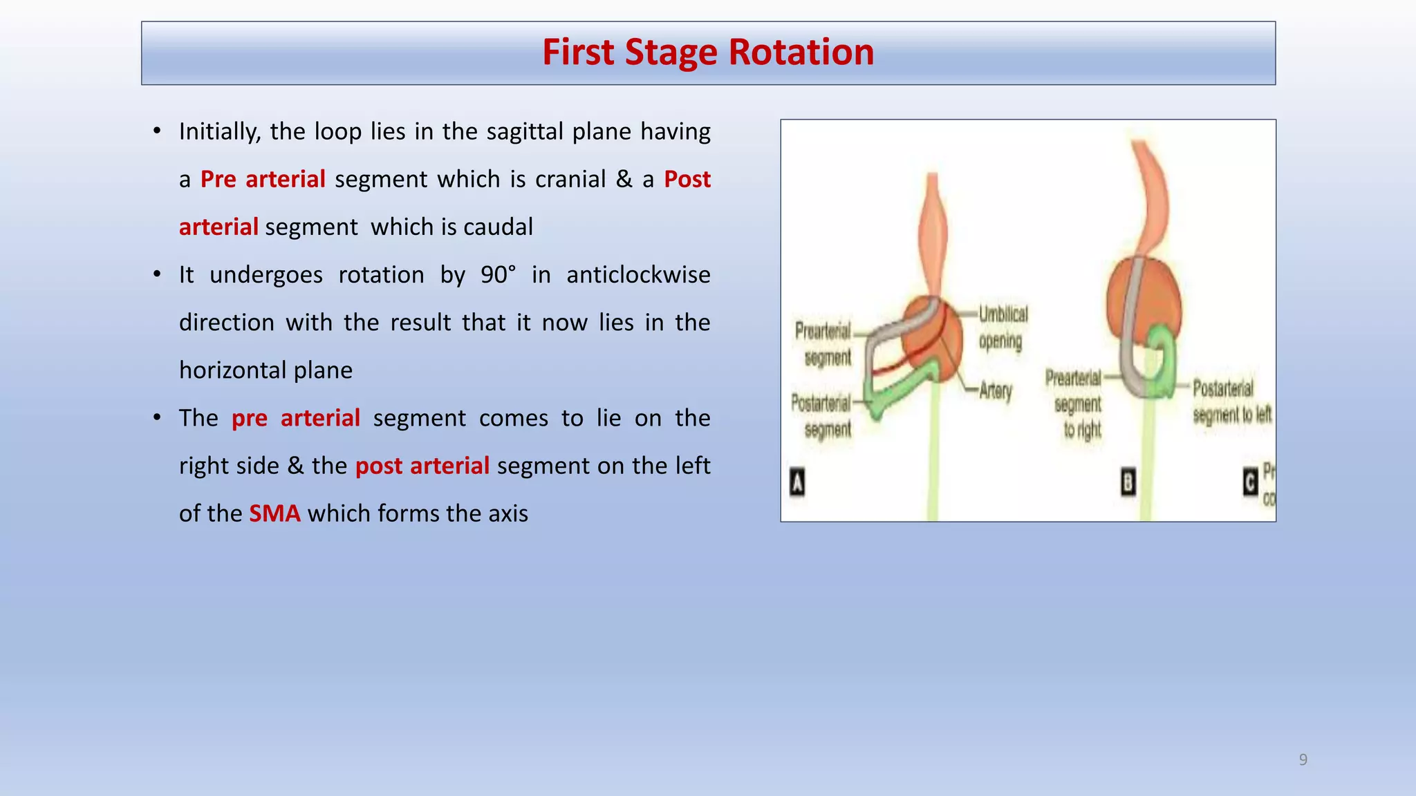 Development of Midgut & Hindgut | PPTX