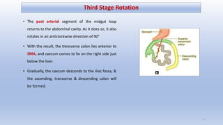 Development of Midgut & Hindgut | PPTX