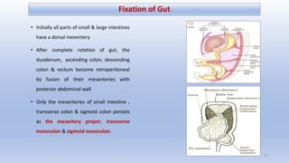 Development of Midgut & Hindgut | PPTX