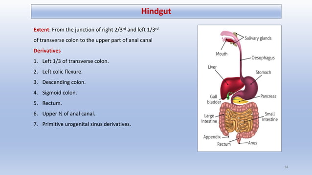 Development of Midgut & Hindgut | PPTX | Digestive Disorders | Diseases ...