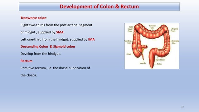 Development of Midgut & Hindgut | PPTX | Digestive Disorders | Diseases ...
