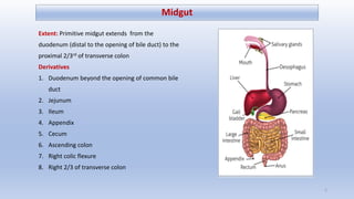 Development of Midgut & Hindgut | PPTX