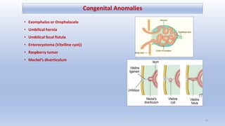 Development of Midgut & Hindgut | PPTX