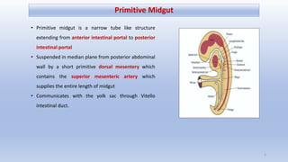 Development of Midgut & Hindgut | PPTX